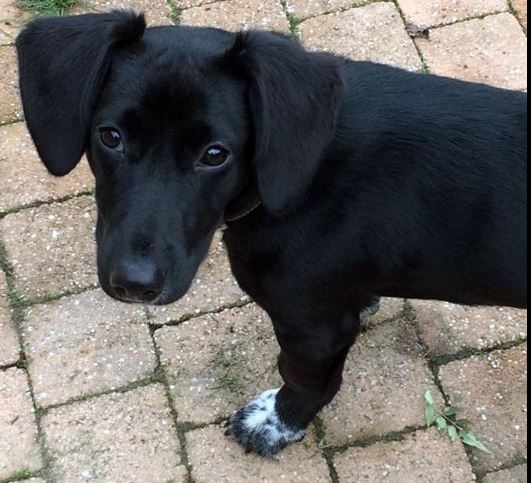 Chiot Croisé Labrador Et Teckel