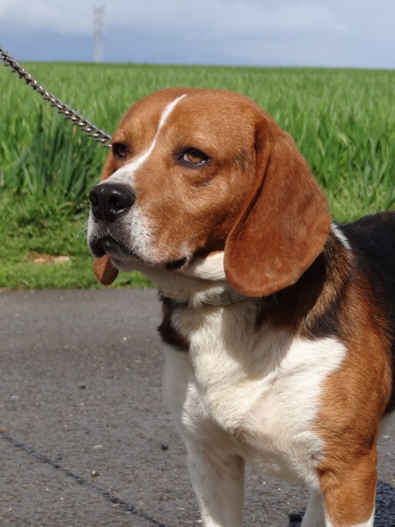Pablo, mâle Beagle 1 an 1/2 • Association Galia