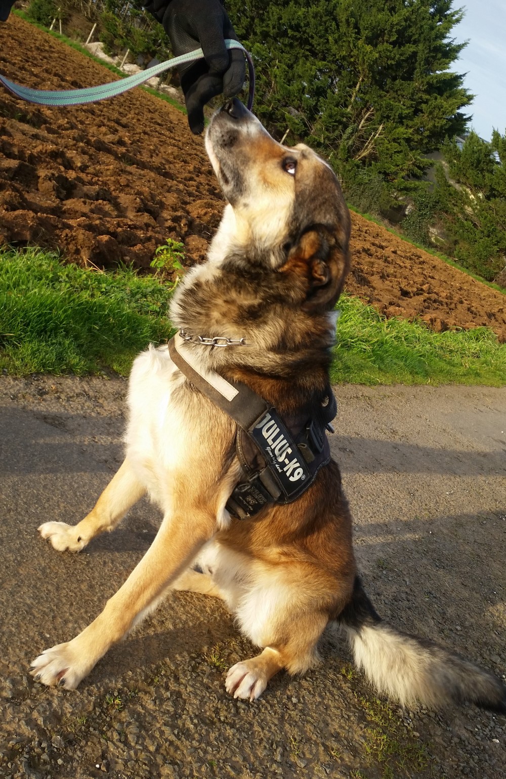 Shika chien mâle croisé Border/Malinois 2 ans et demi • Association Galia