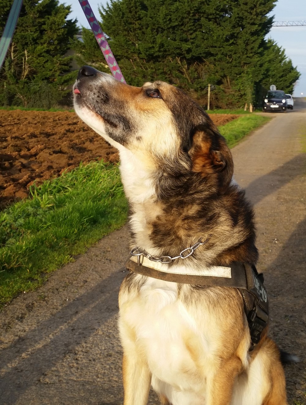 Shika chien mâle croisé Border/Malinois 2 ans et demi • Association Galia