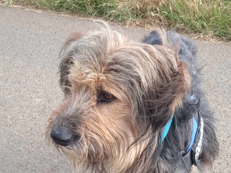 SLOOP né le 14/05/2022 type Griffon • Association Galia