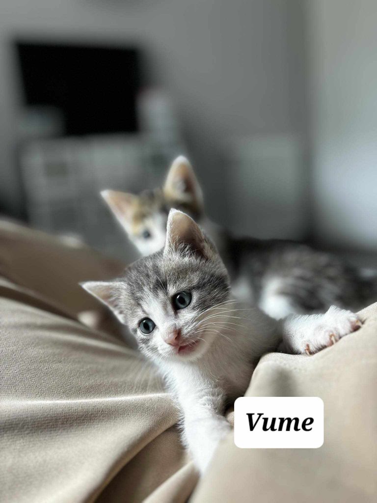 vume3 • Association Galia