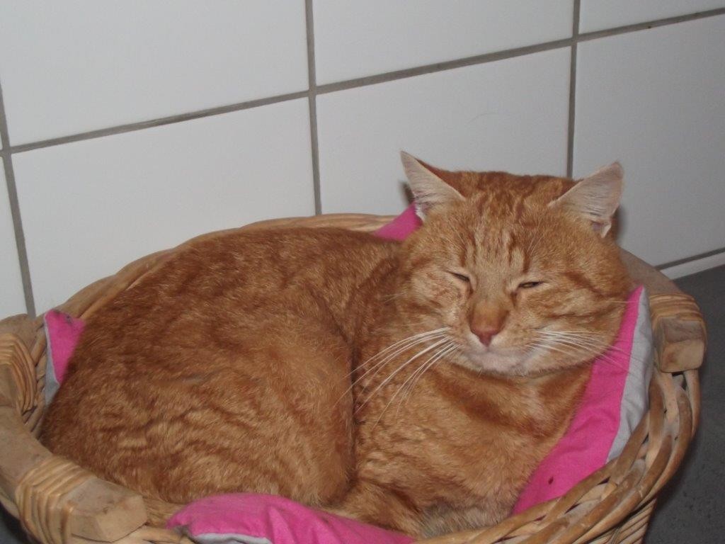 GROROU grand matou roux • Association Galia