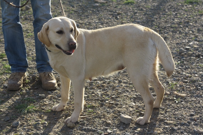 Laïka femelle Labrador Sable pure race 4 ans et demi • Association Galia