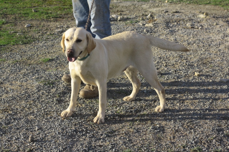 Laïka femelle Labrador Sable pure race 4 ans et demi • Association Galia