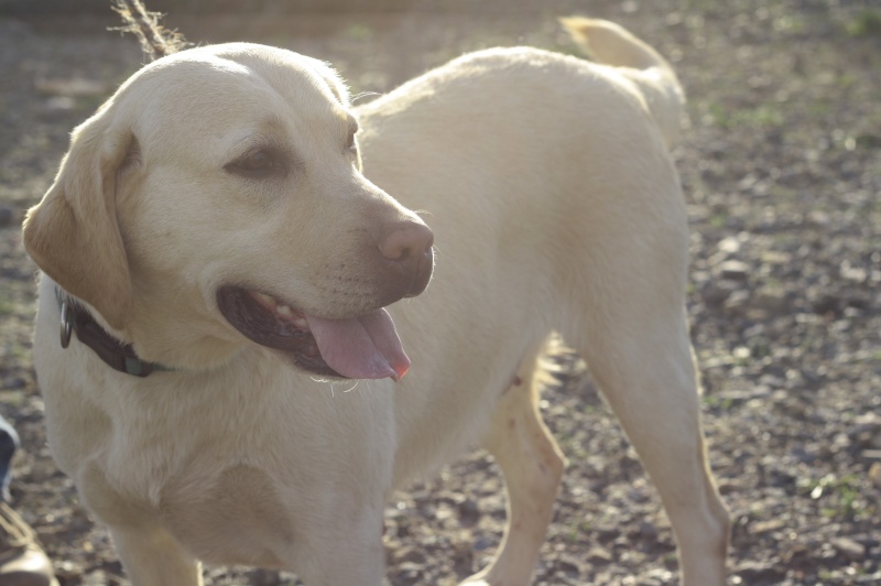 Laïka femelle Labrador Sable pure race 4 ans et demi • Association Galia