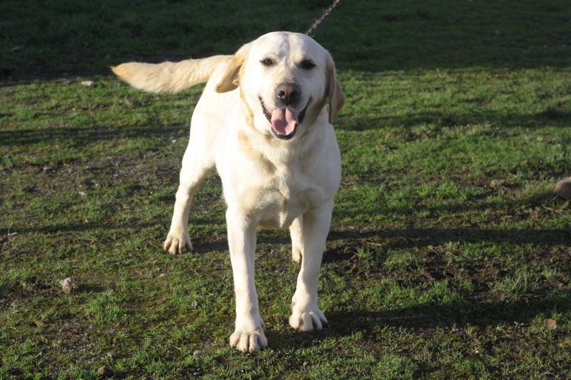 Lalie femelle Labrador sable pure race 4 ans et demi • Association Galia