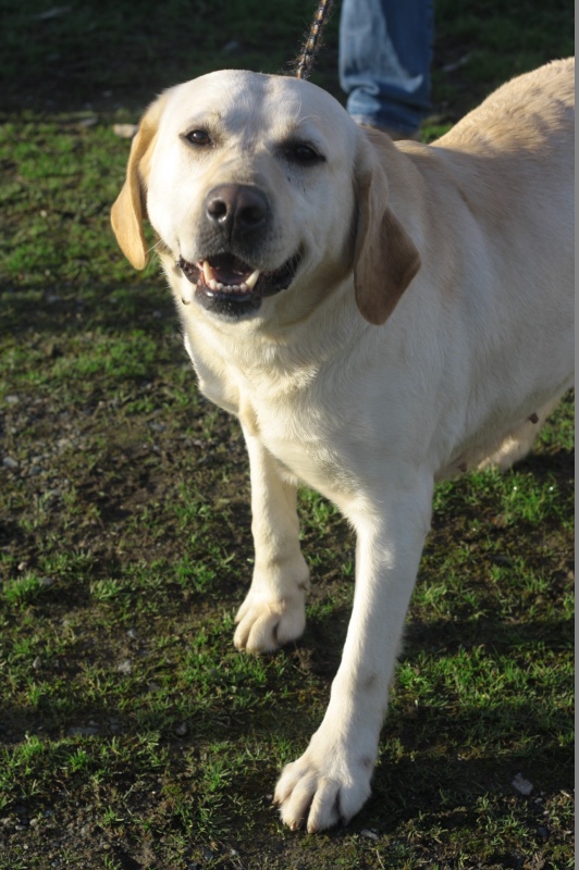 Lalie femelle Labrador sable pure race 4 ans et demi • Association Galia