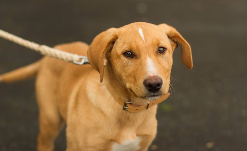 Mozart chiot mâle croisé Labrador/Bull Terrier 4 mois et demi ...