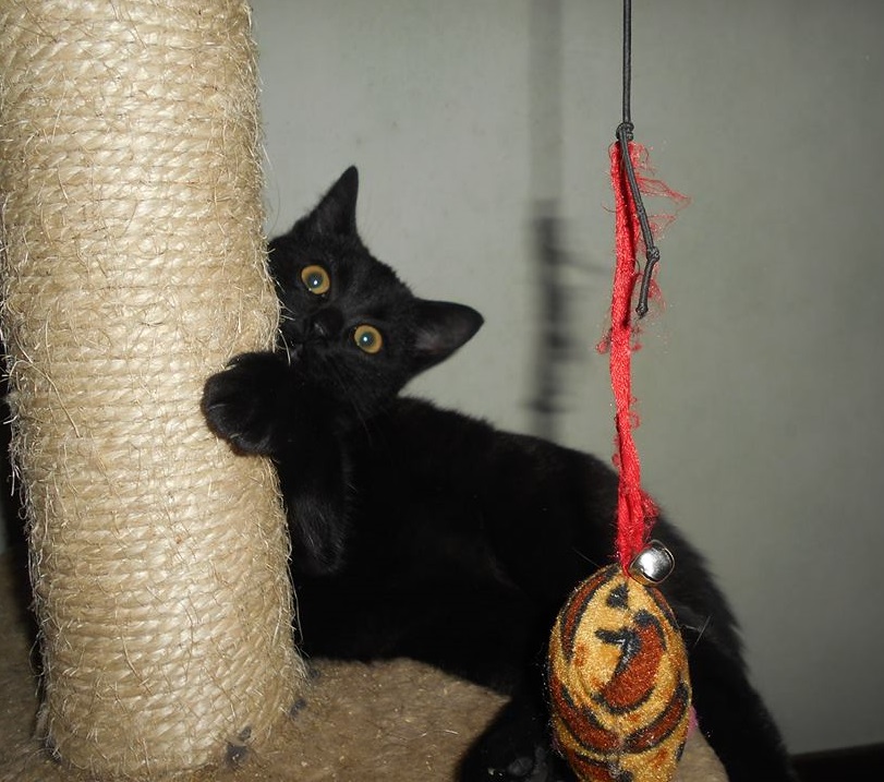 mahora-1 • Association Galia