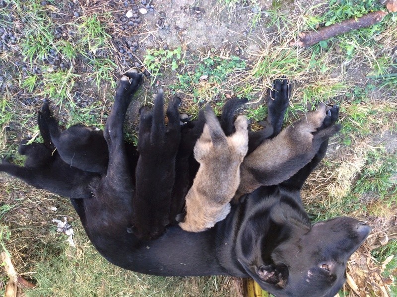 Maya chiot femelle croisé Labrador Malinois 1 mois • Association Galia