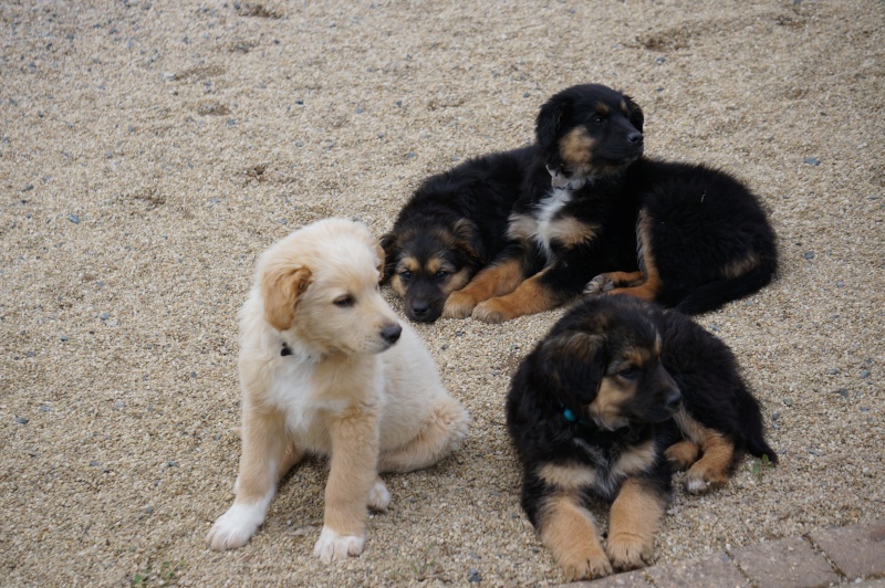 Mamba chiot femelle croisé Berger Australien/Berger Allemand 3 mois et ...