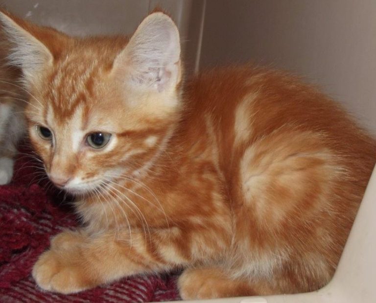 MIKADO chaton roux aux grosses rayures • Association Galia