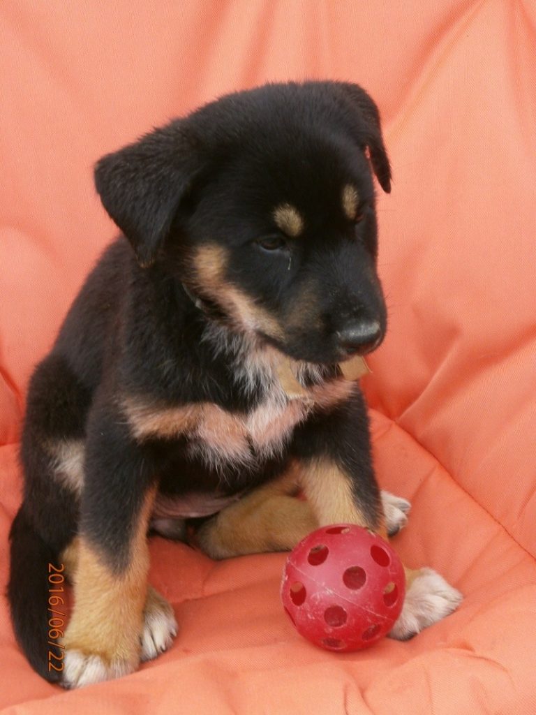 Mikita chiot femelle croisée Beauceron 2 mois • Association Galia