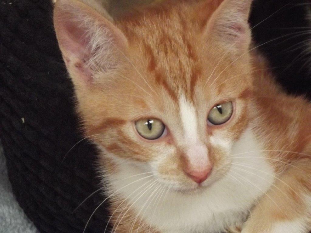 Mooky 4 • Association Galia