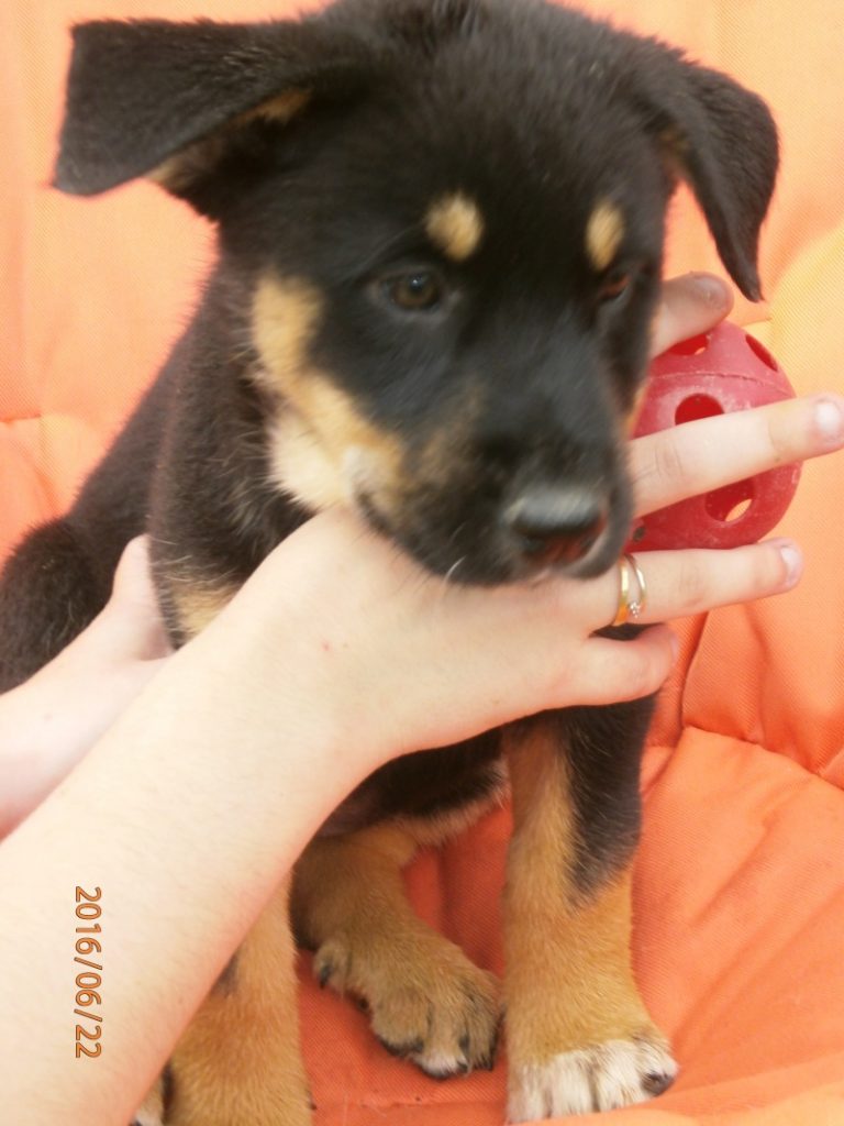 Moya chiot femelle croisée Beauceron 2 mois • Association Galia